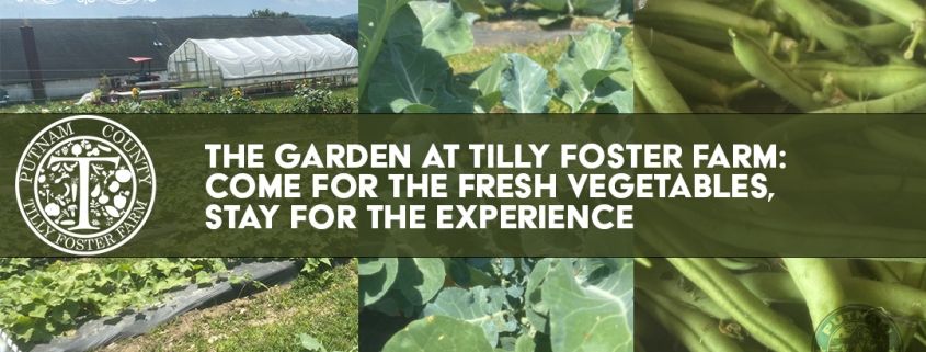 The Garden at Tilly Foster Farm: Come for the Fresh Vegetables, Stay ...